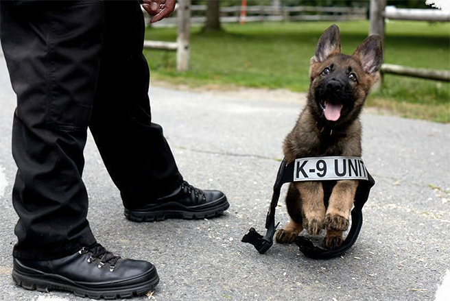 Home | Legend K9 / Your source for quality dog sport equipment