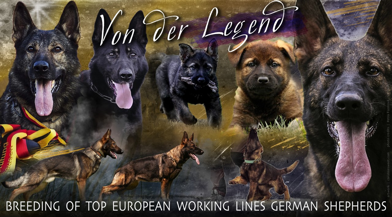 Home | Legend K9 / Your source for quality dog sport equipment